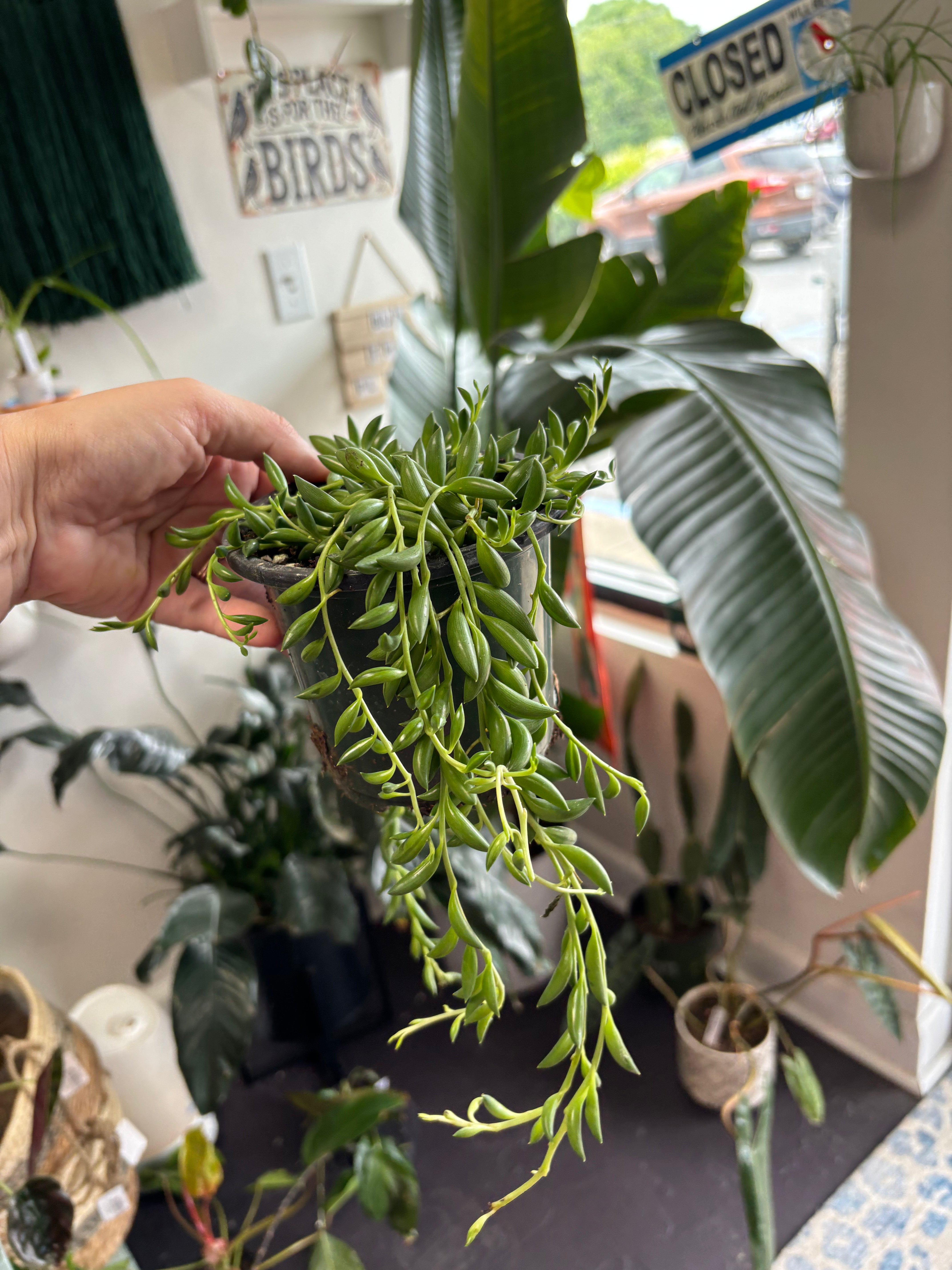 String of Bananas – My Store